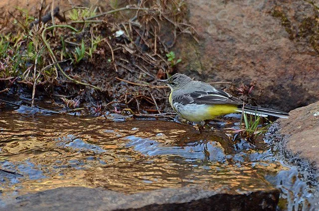 There's nae birds in August. — Somerset Birdwatching Holidays