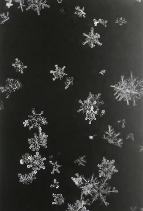 Unveiling Snowflake Secrets: Nature's Intricate Winter Wonders — Joanna ...