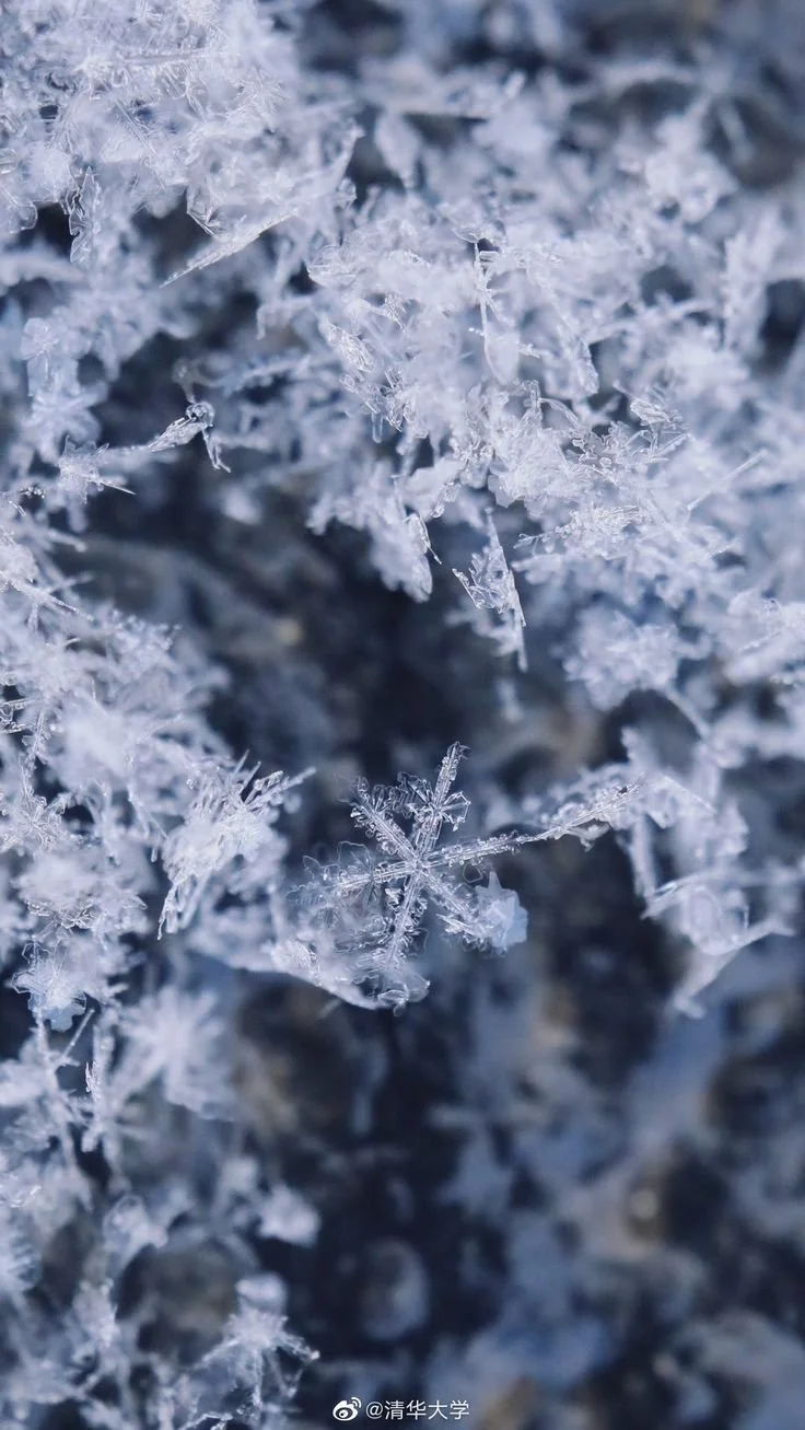 The Secret Sparkle of Snow: Discovering Nature’s Winter Gems — Joanna ...