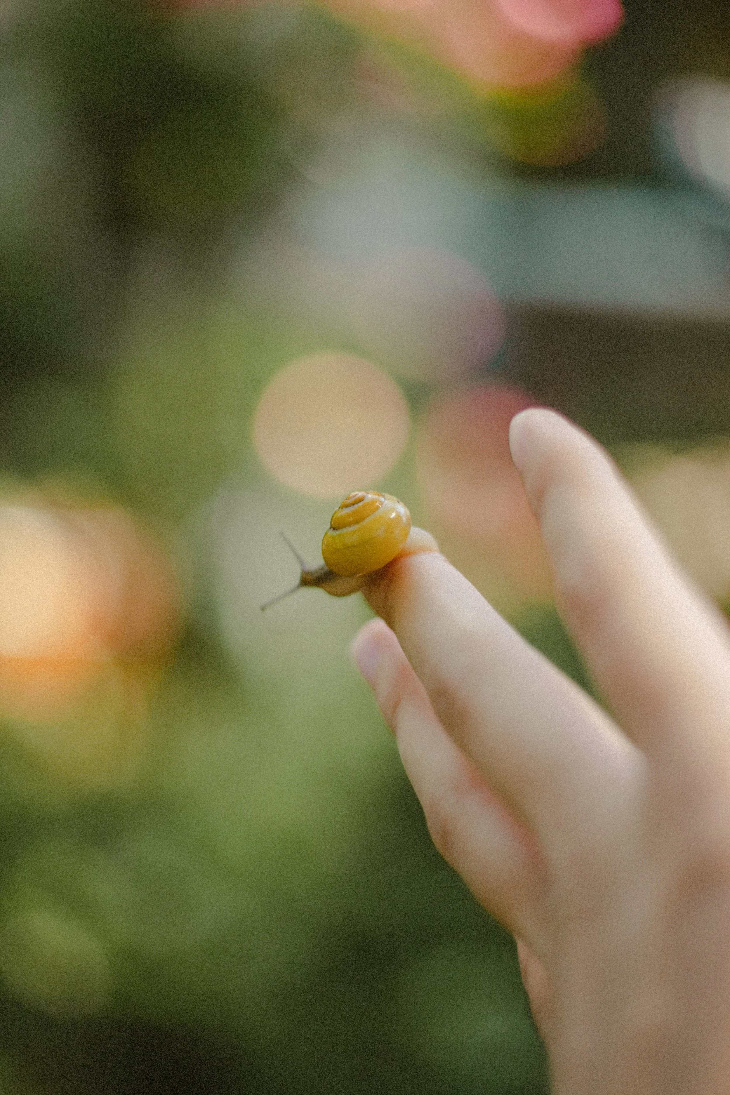 Exploring Nature's Tiny Architects: A Family Guide to Raising Snails ...
