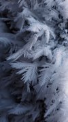 Unveiling Snowflake Secrets: Nature's Intricate Winter Wonders — Joanna ...