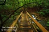 Bad Branch Falls — Letcher County Tourism