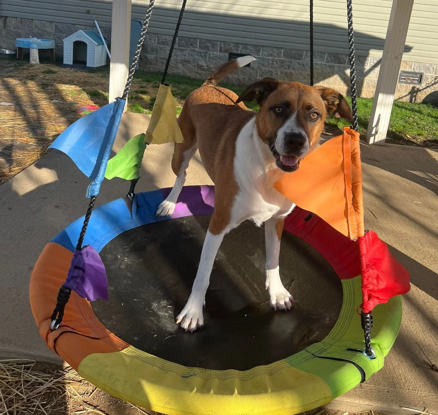 Waggin' Tails Pet Resort — Letcher County Tourism