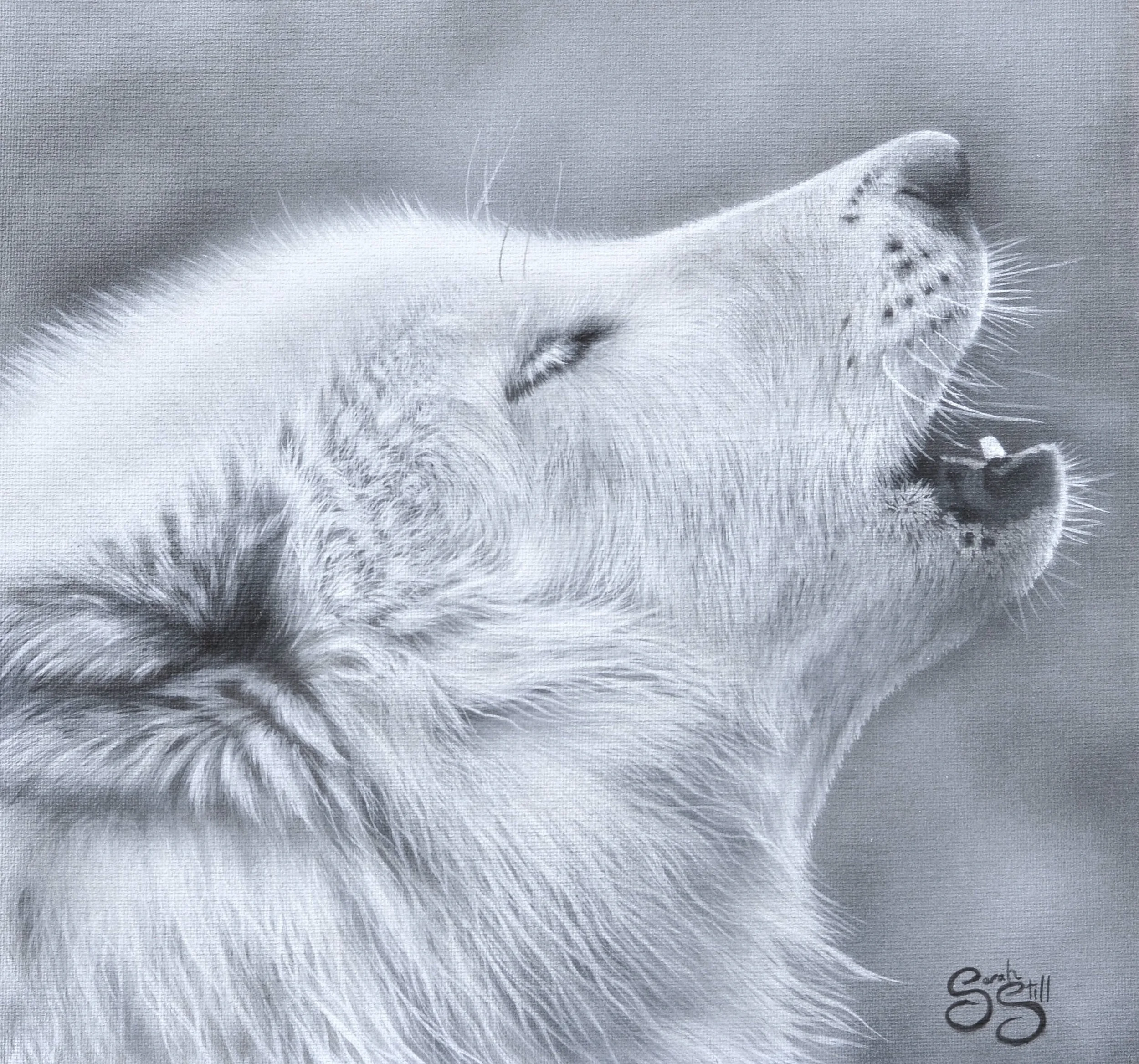 Animals — Sarah Still