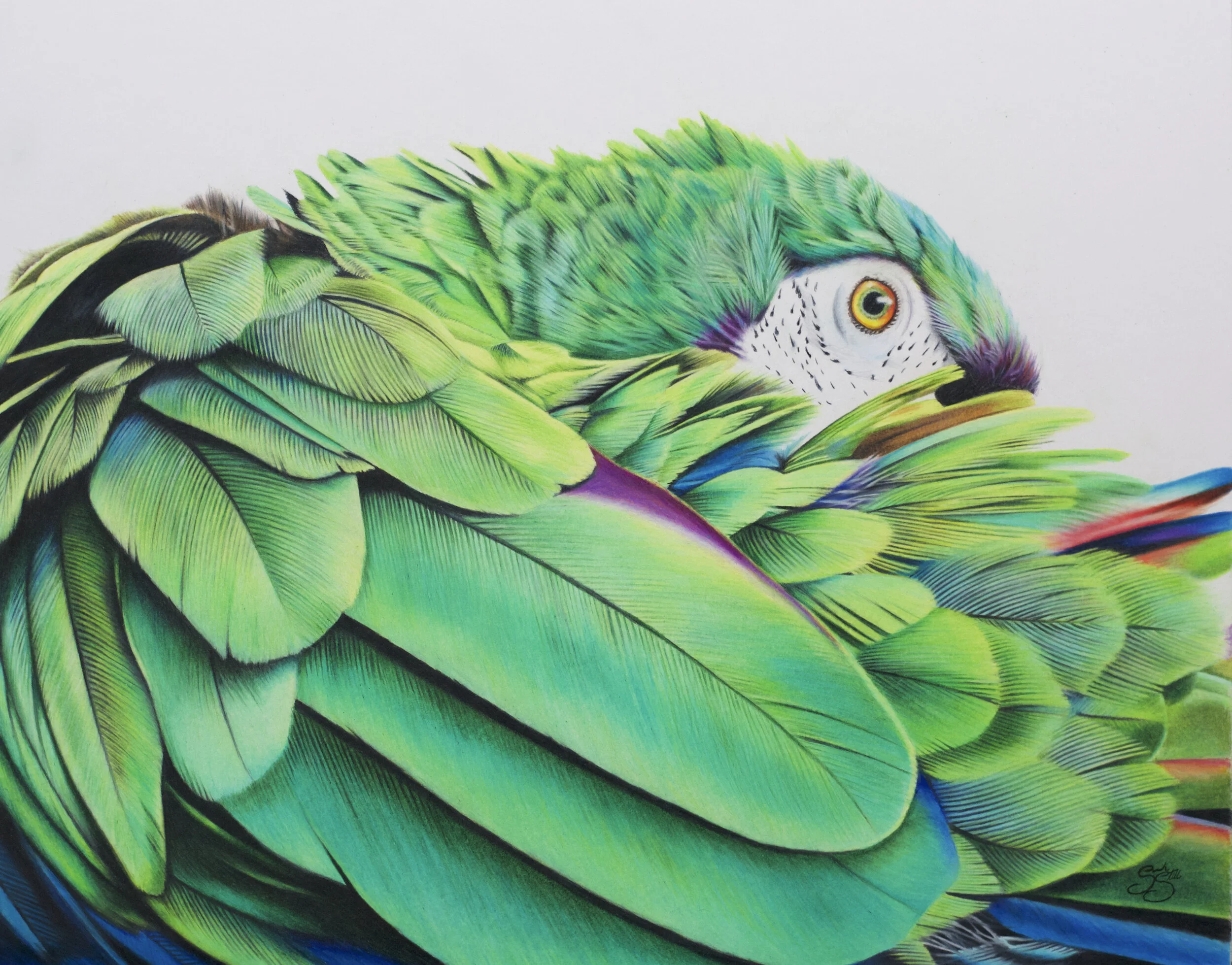 Animals — Sarah Still