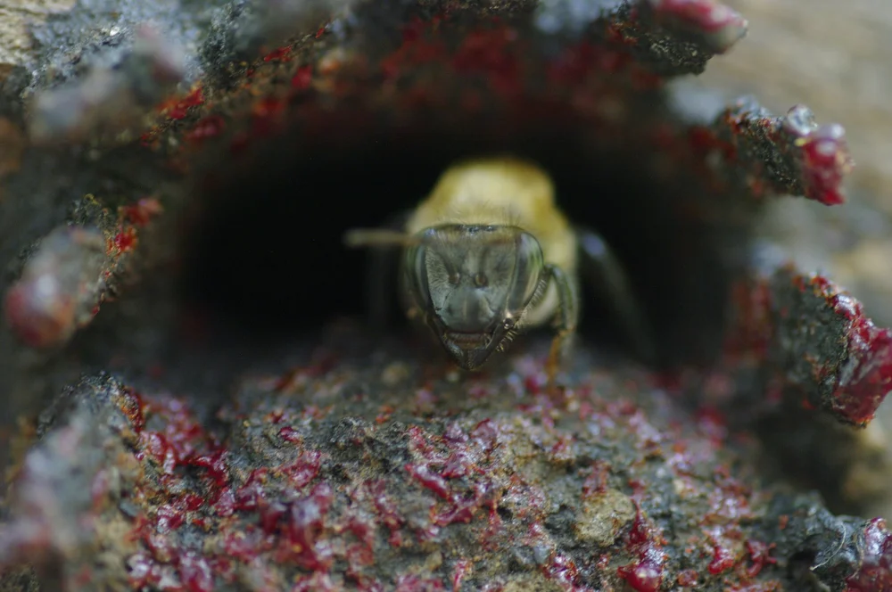 Up Close with the Native Bees of the Peruvian Amazon — Camino Verde