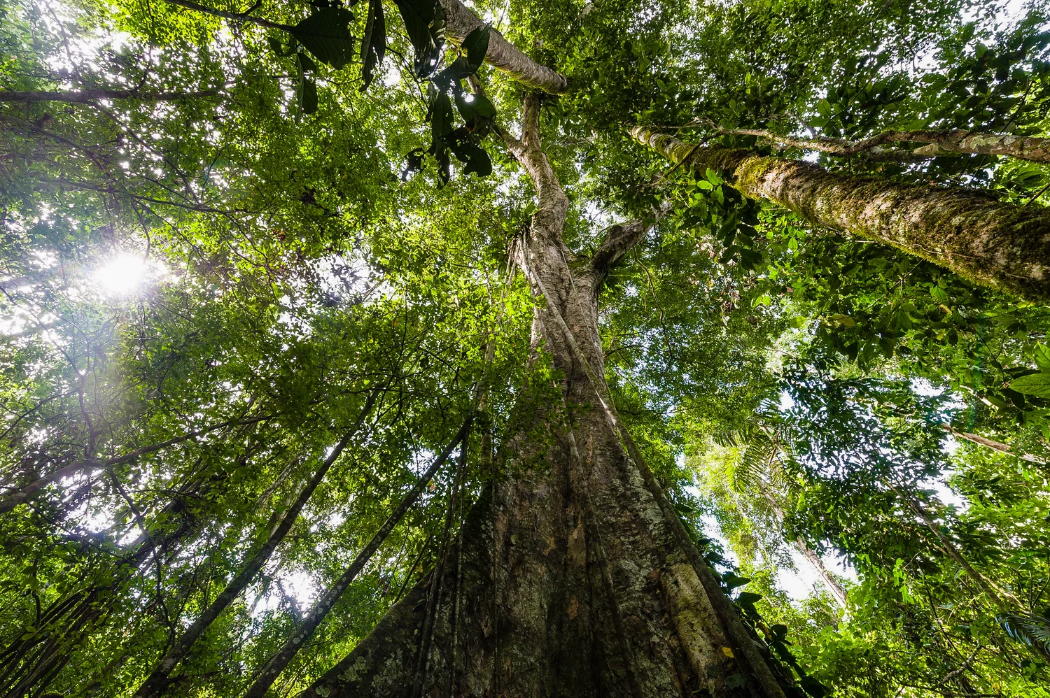 Re-emergence, or how the tallest trees in the Amazon can teach us to be ...