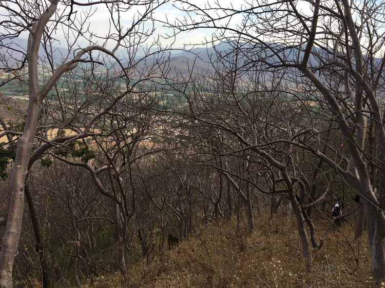 Palo Santo (Bursera graveolens): Keystone Species of Peru's Tropical ...