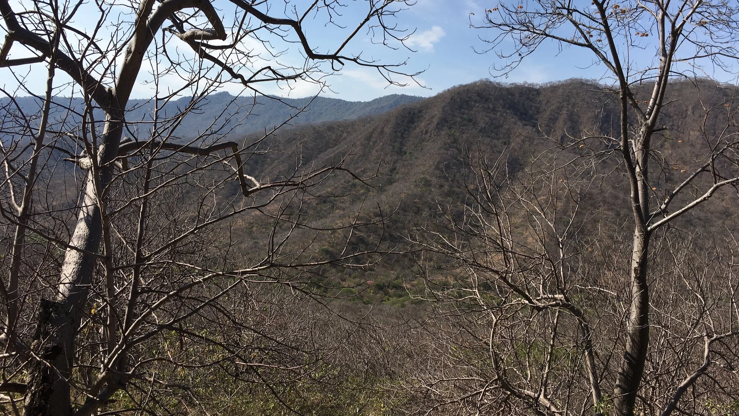Palo Santo (Bursera graveolens): Keystone Species of Peru's Tropical ...