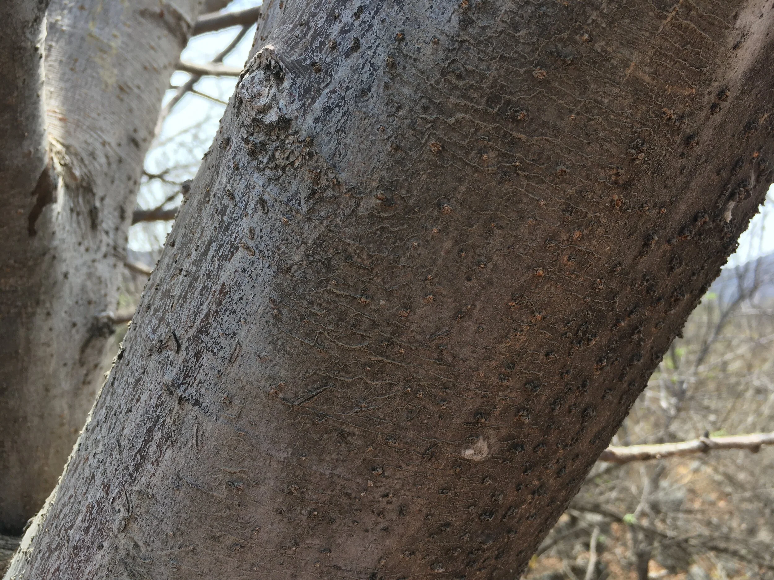 Palo Santo (Bursera graveolens): Keystone Species of Peru's Tropical ...