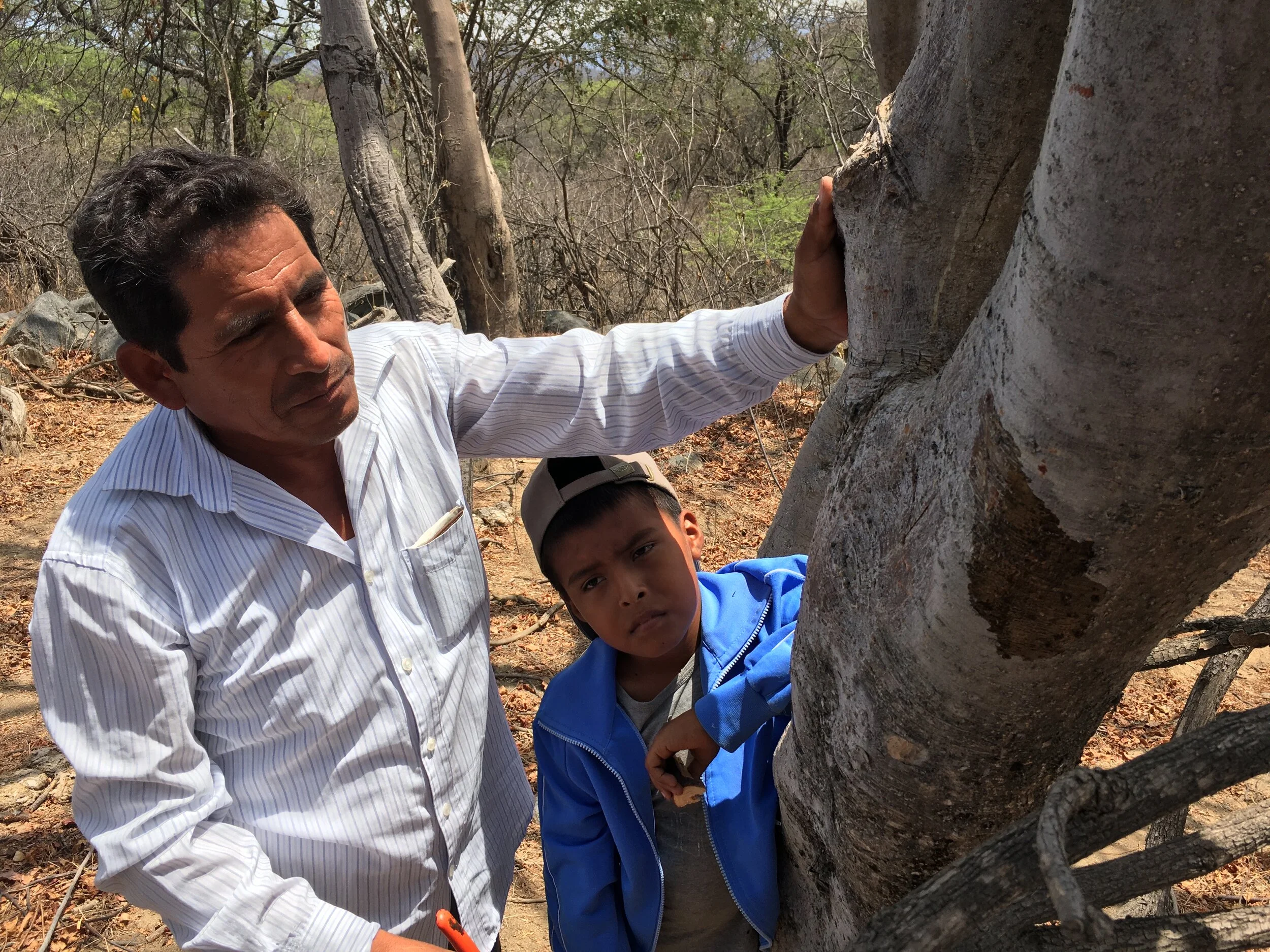 Palo Santo (Bursera graveolens): Keystone Species of Peru's Tropical ...