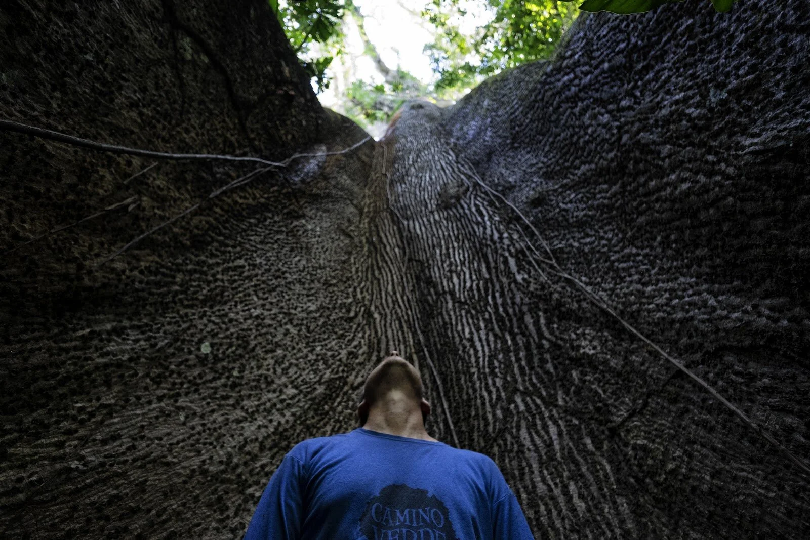 Re-emergence, or how the tallest trees in the Amazon can teach us to be ...