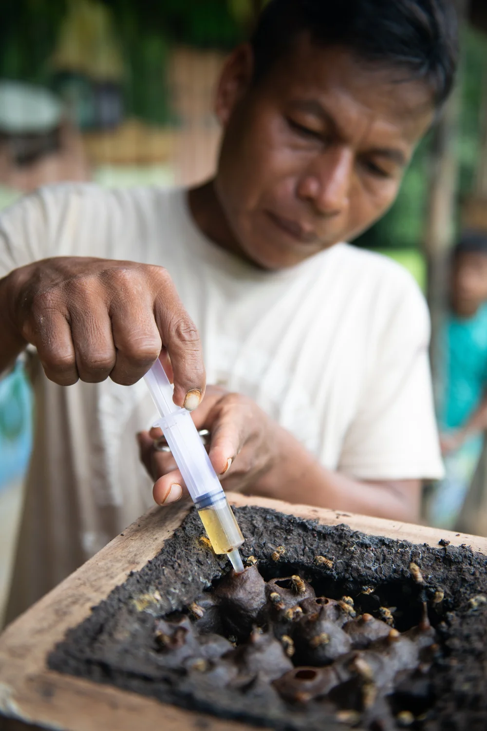 Up Close with the Native Bees of the Peruvian Amazon — Camino Verde
