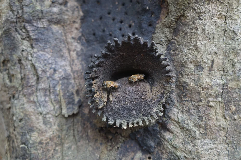 Up Close with the Native Bees of the Peruvian Amazon — Camino Verde