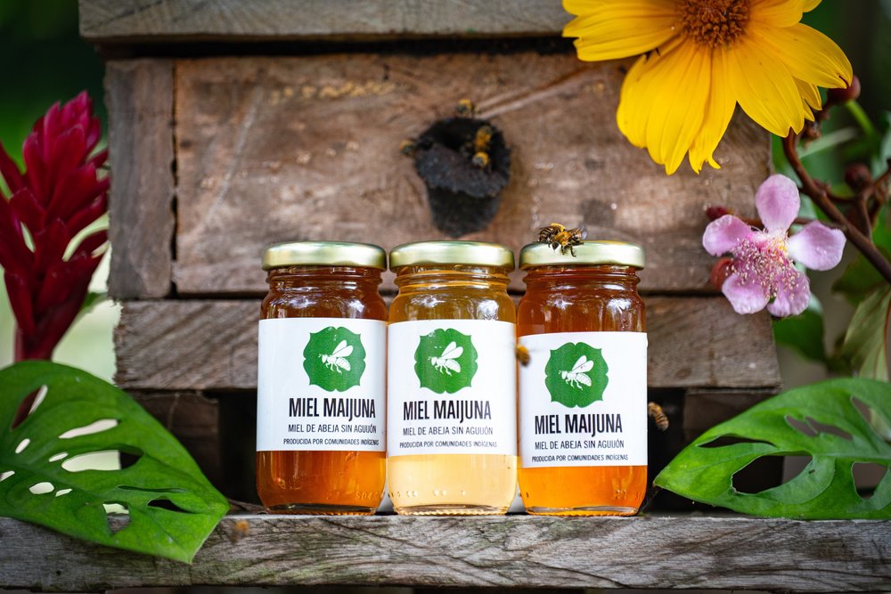 Up Close with the Native Bees of the Peruvian Amazon — Camino Verde