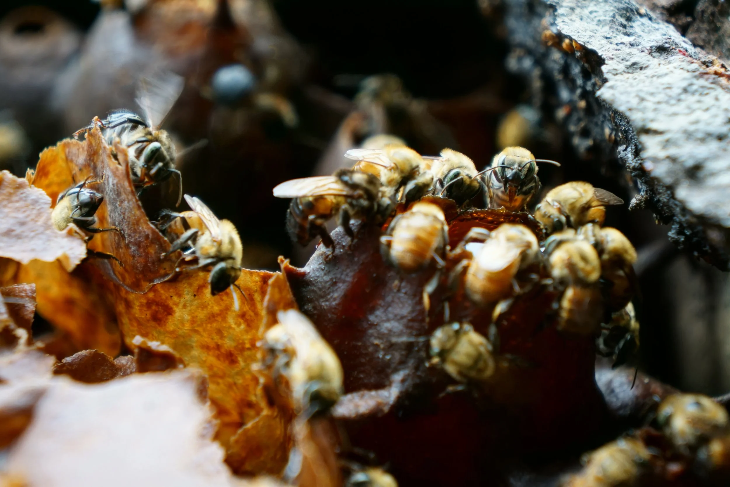 Up Close with the Native Bees of the Peruvian Amazon — Camino Verde