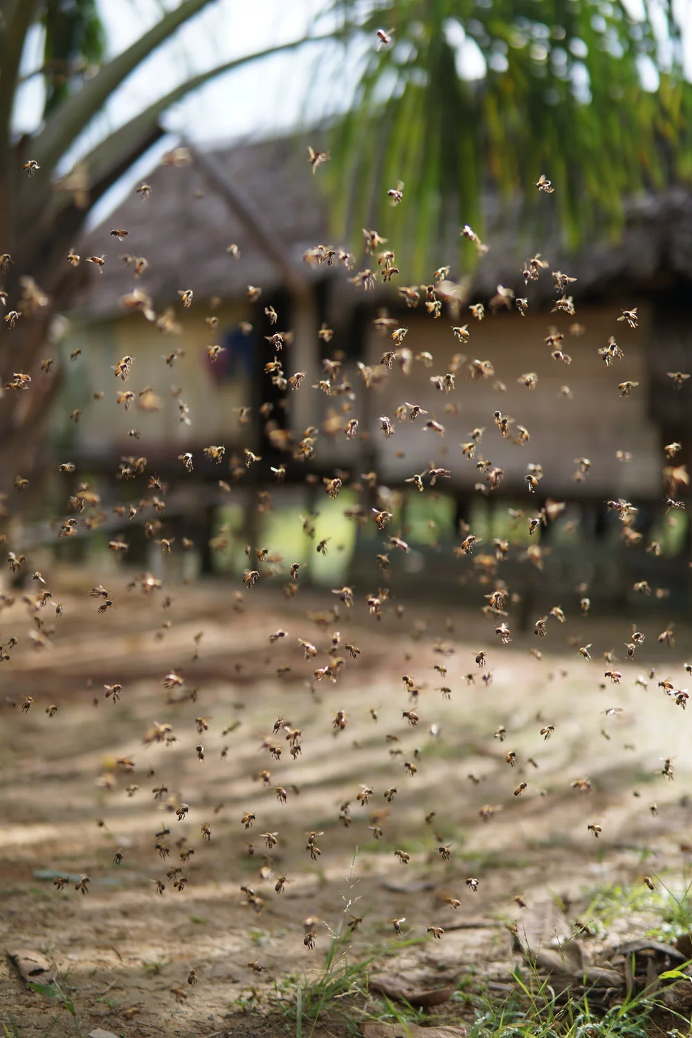 Up Close with the Native Bees of the Peruvian Amazon — Camino Verde
