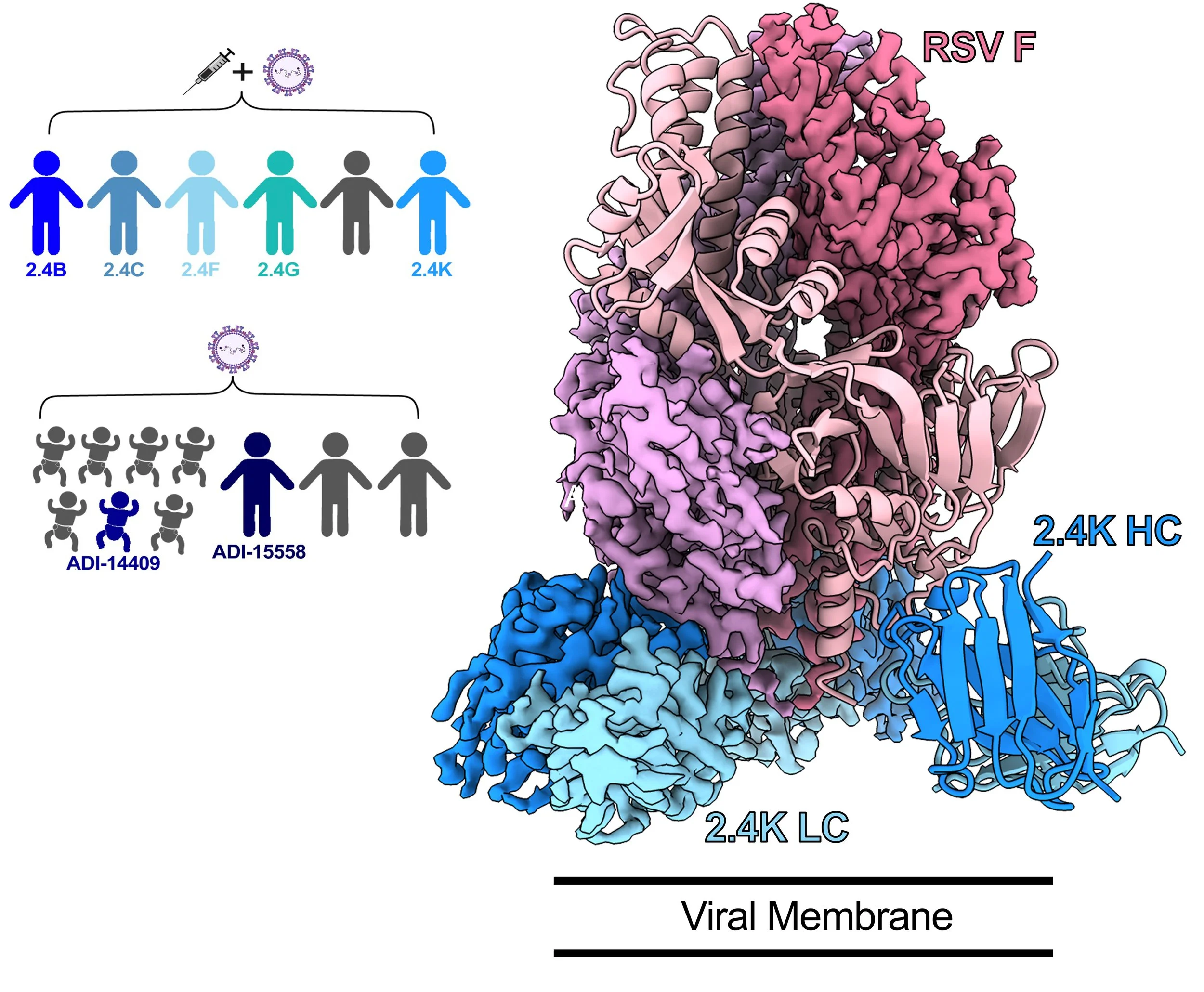 Publications — McLellan Lab
