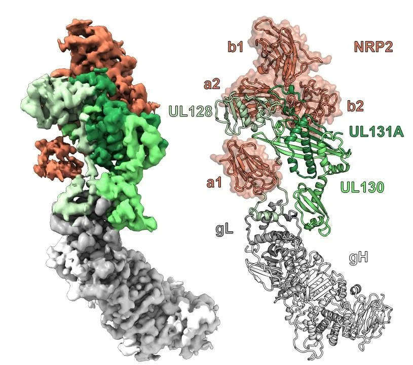 Publications — McLellan Lab