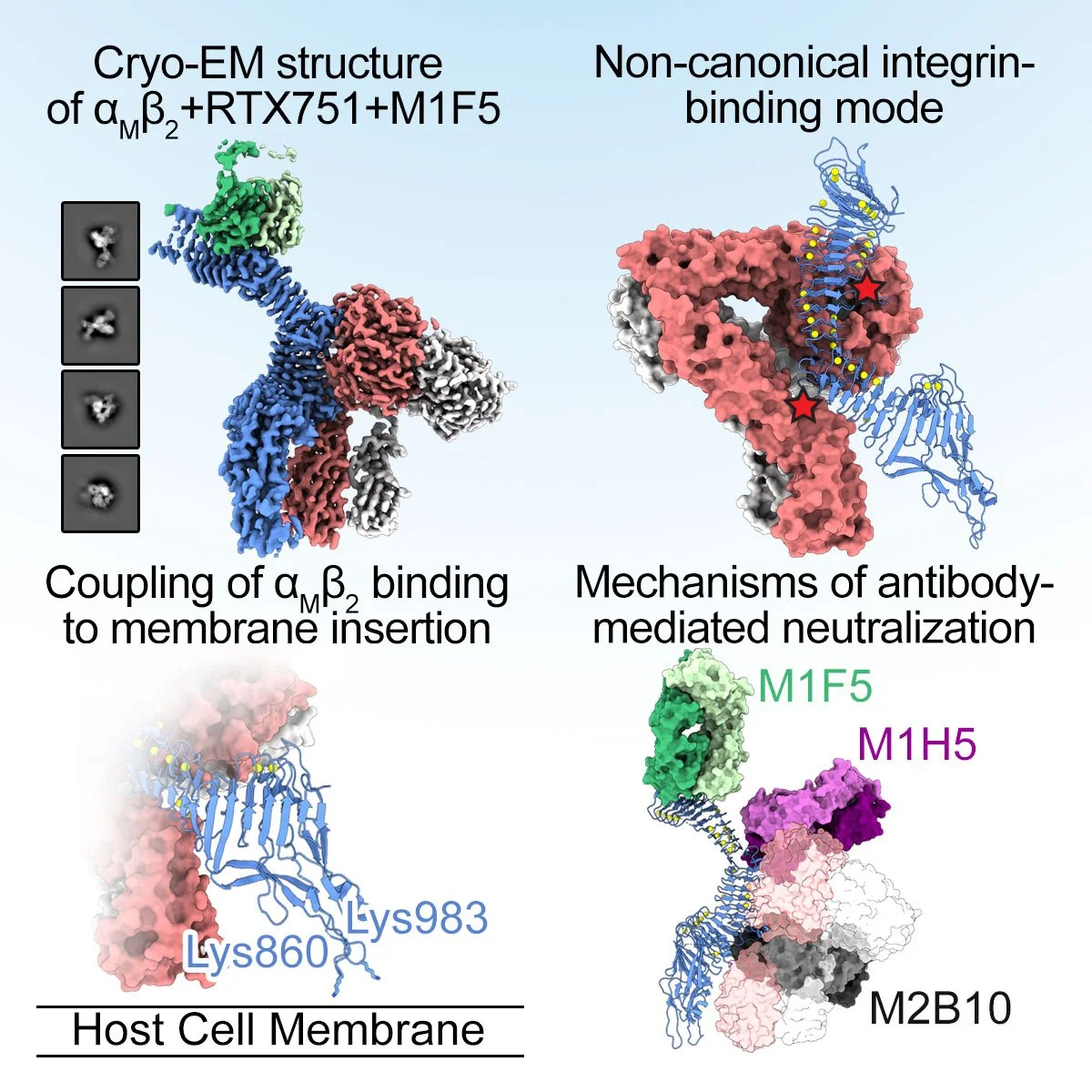 Publications — McLellan Lab