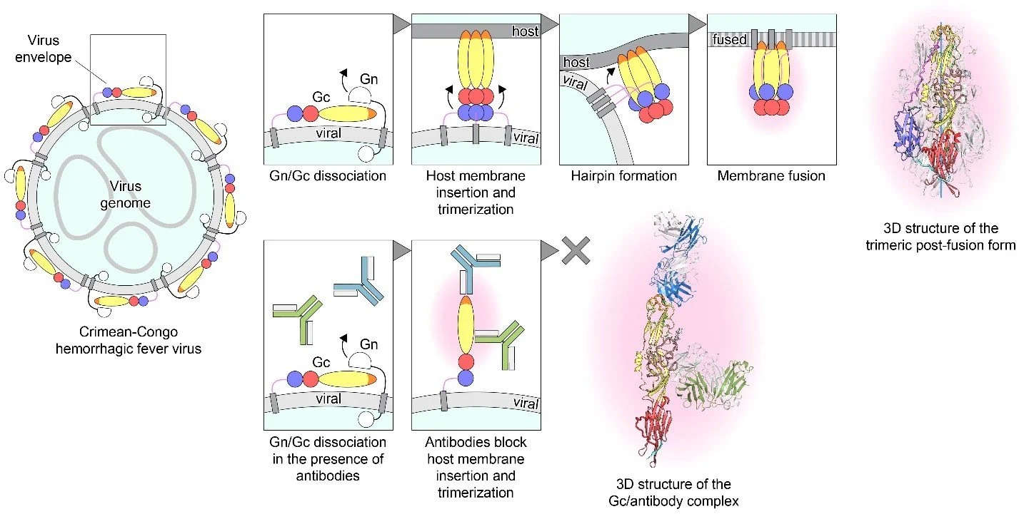 Publications — McLellan Lab