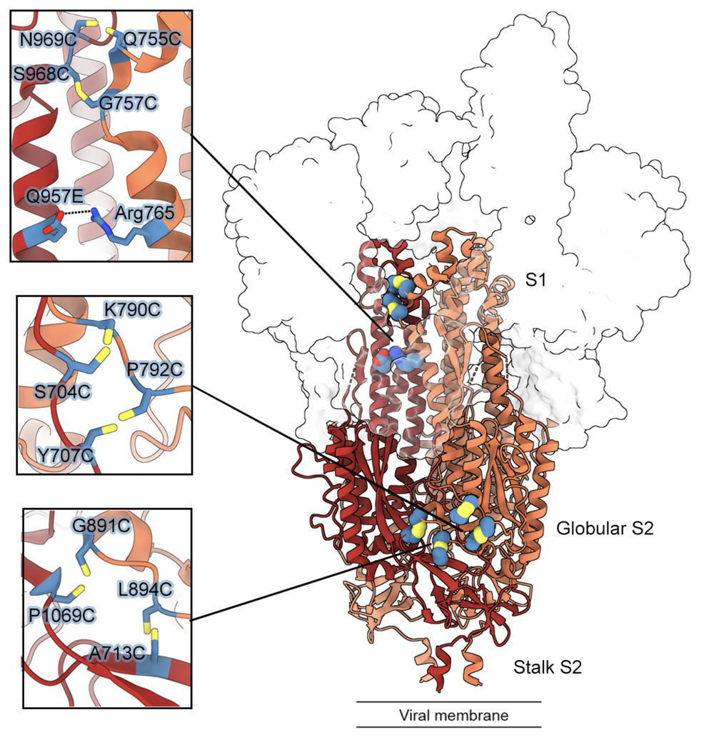 Publications — McLellan Lab