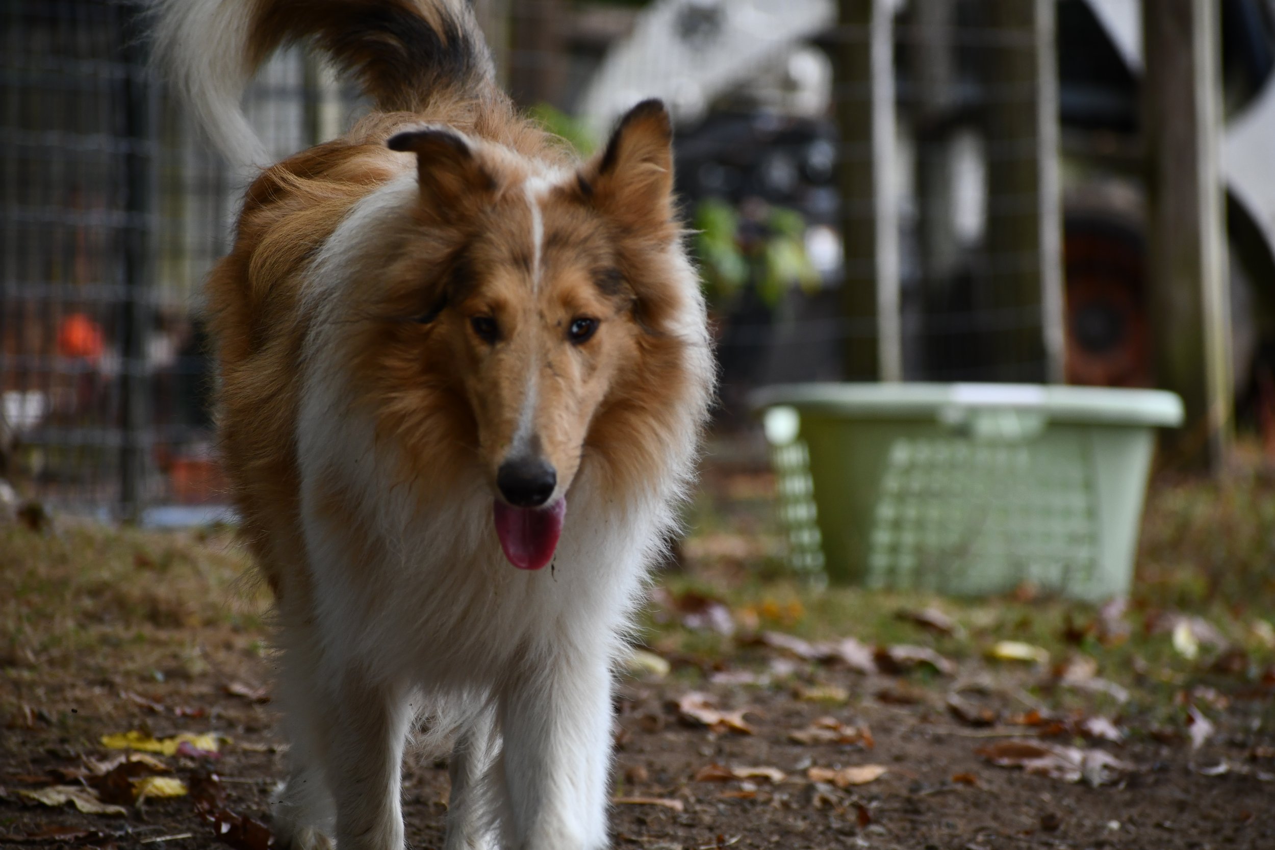 Puppies for adoption — Hidden Hills