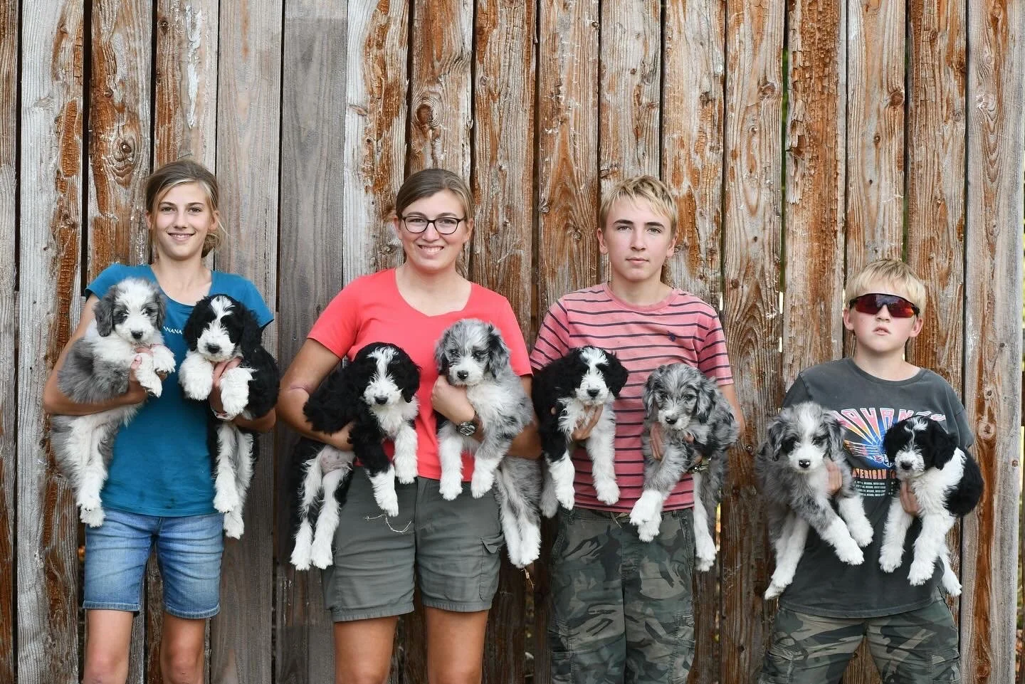 Puppies for adoption — Hidden Hills