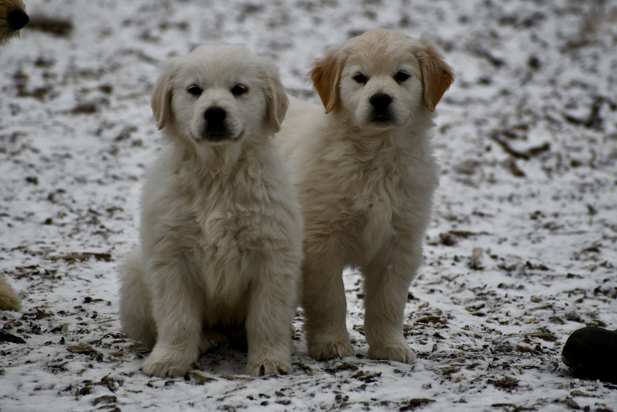 Puppies for adoption — Hidden Hills