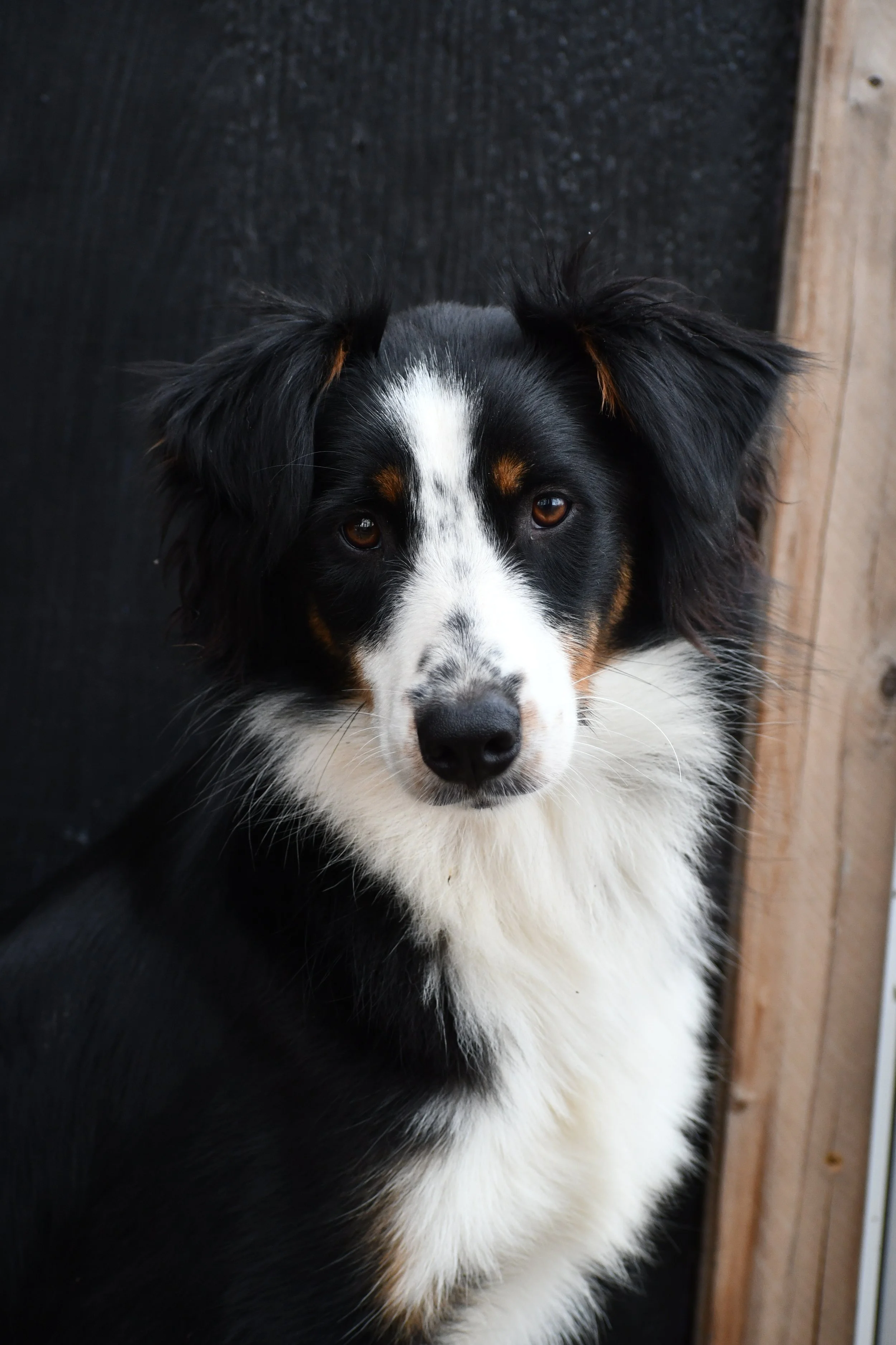 Puppies for adoption — Hidden Hills