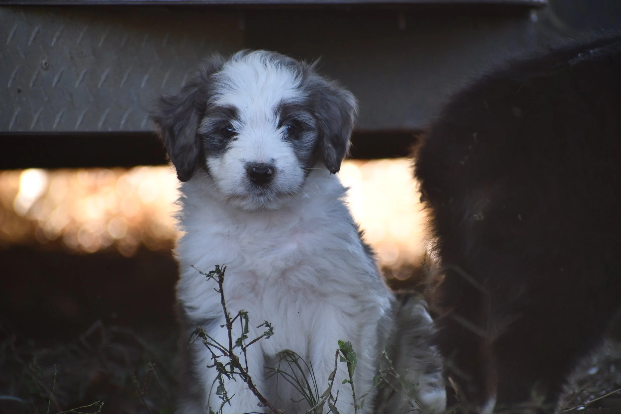 Puppies for adoption — Hidden Hills