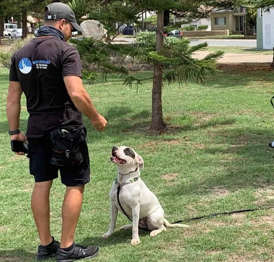 Dog Training — Nooch's Pooches