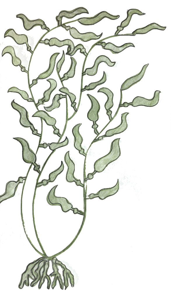 Kelp Forest Drawing