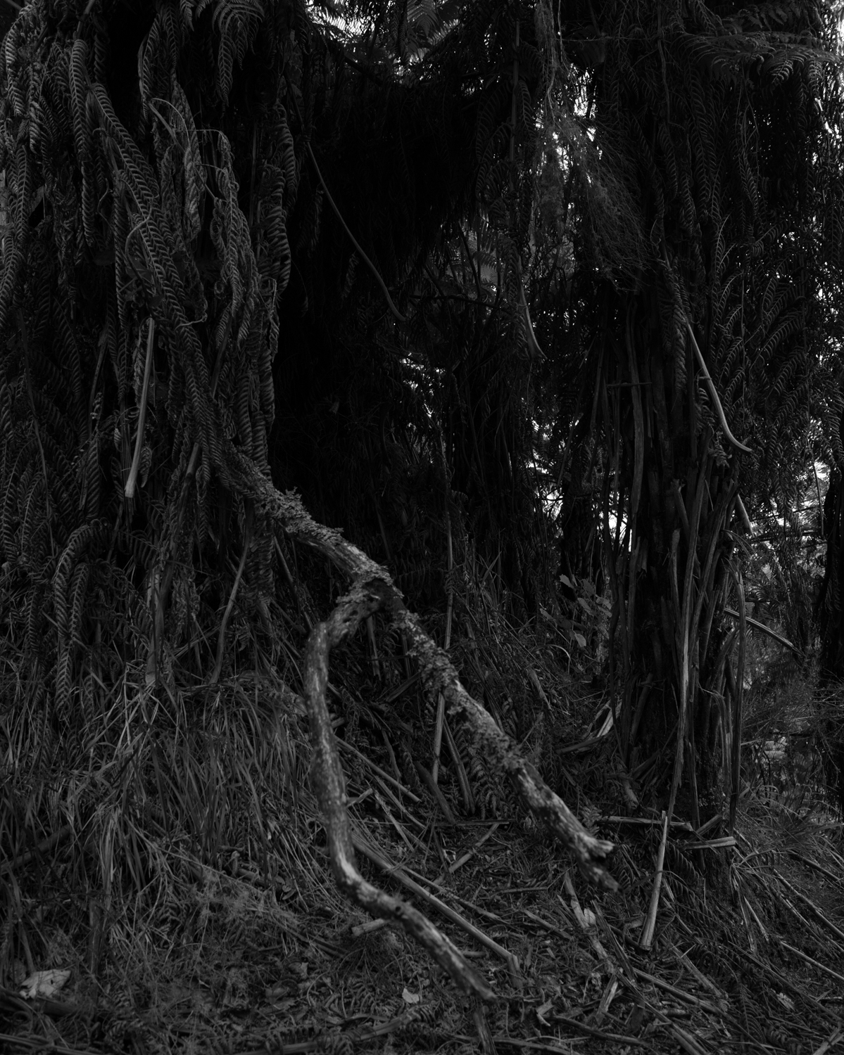 Te Ahi Kā — Martin Toft