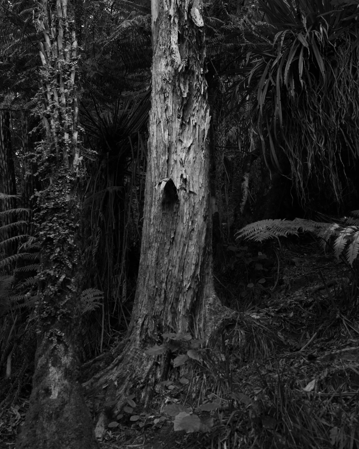 Te Ahi Kā — Martin Toft