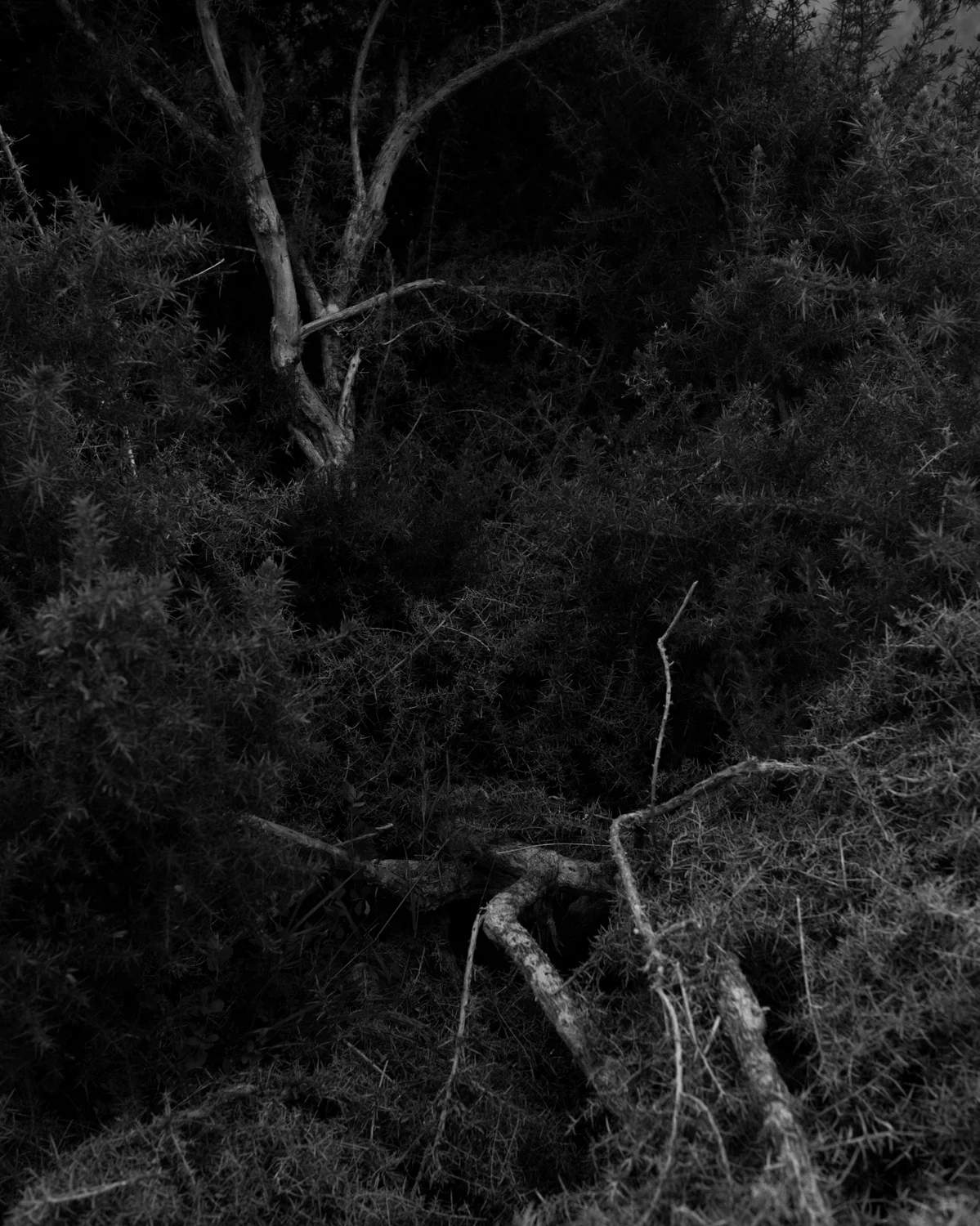 Te Ahi Kā — Martin Toft