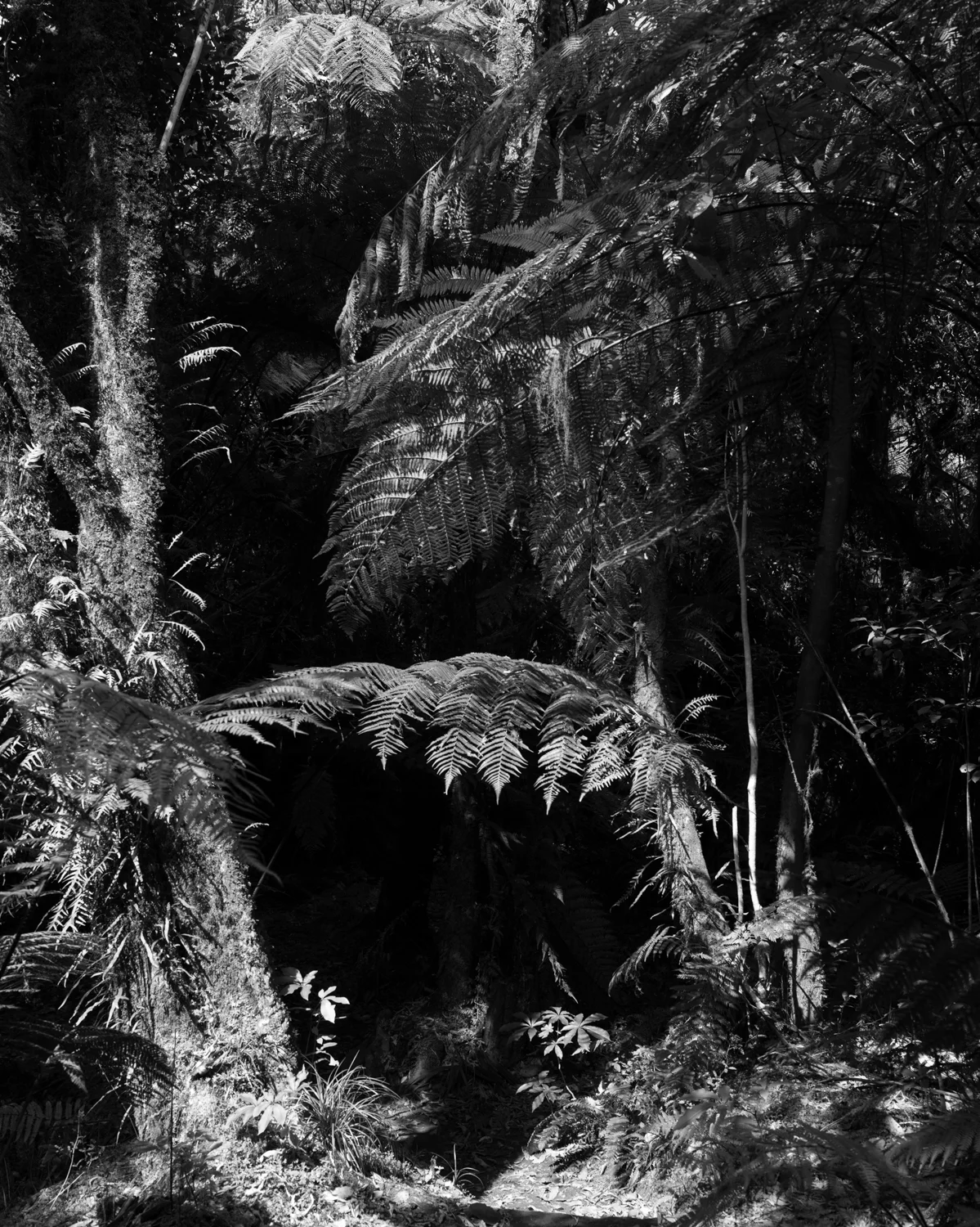 Te Ahi Kā — Martin Toft