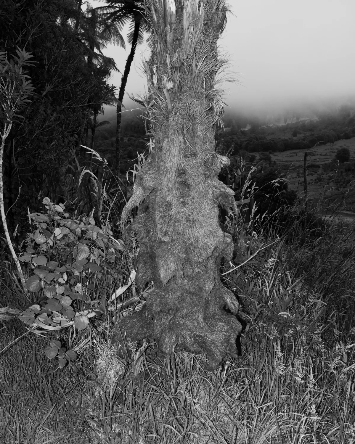 Te Ahi Kā — Martin Toft