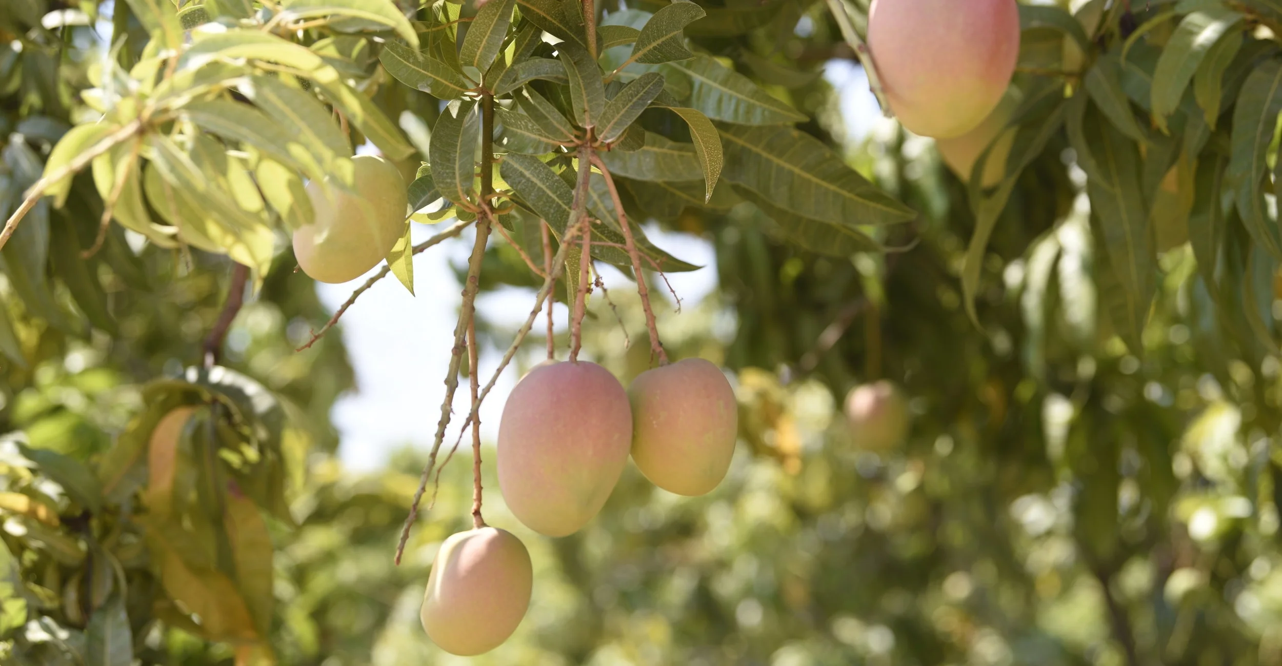 our farms — Manbulloo Limited