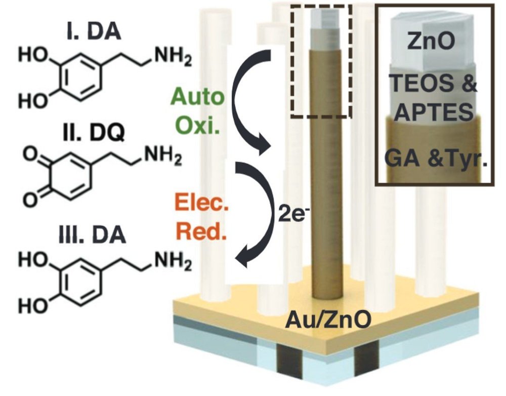 Highly deformable double-sided neural probe with all-in-one electrode ...