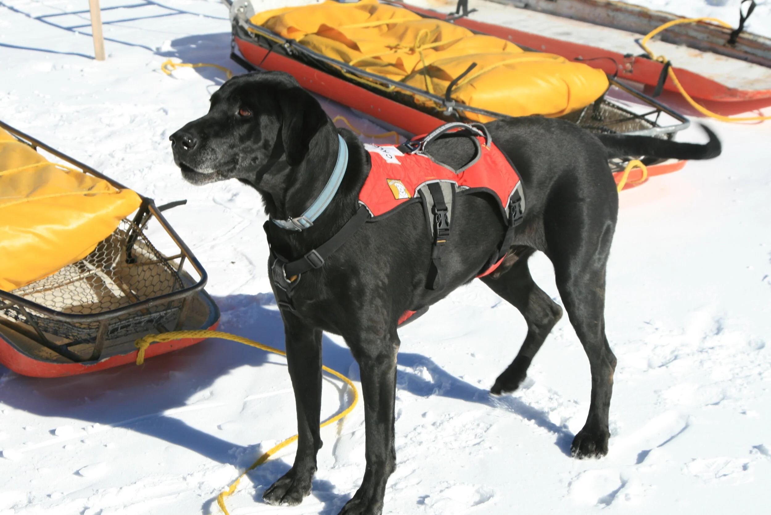 Avalanche Dog Memorial List — American Avalanche Association