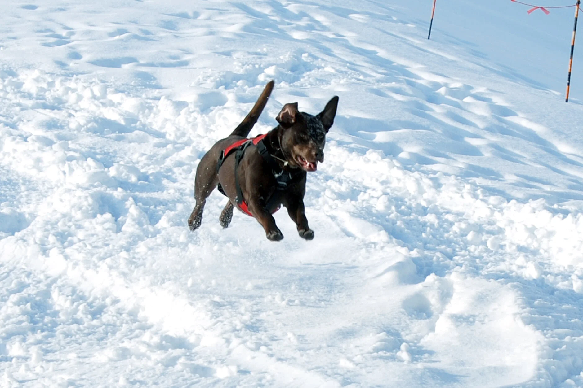 Avalanche Dog Memorial List — American Avalanche Association