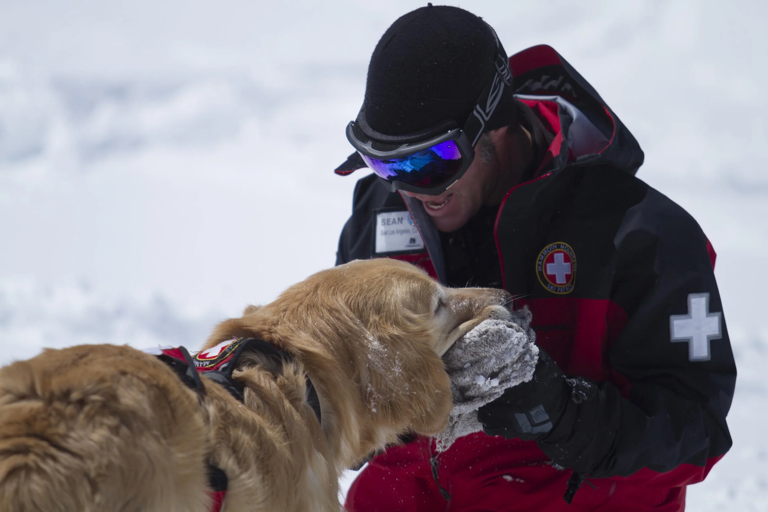 Avalanche Dog Memorial List — American Avalanche Association