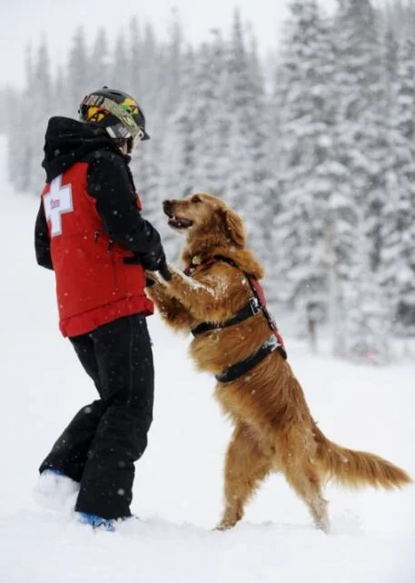 Avalanche Dog Memorial List — American Avalanche Association