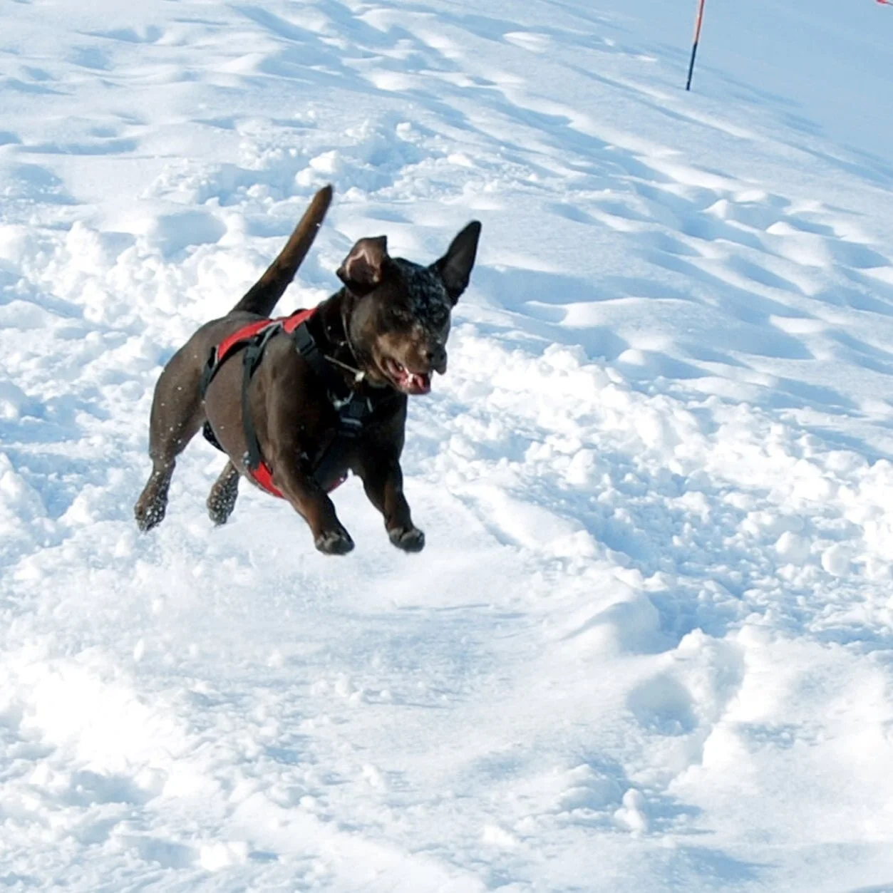 Avalanche Dog Memorial List — American Avalanche Association