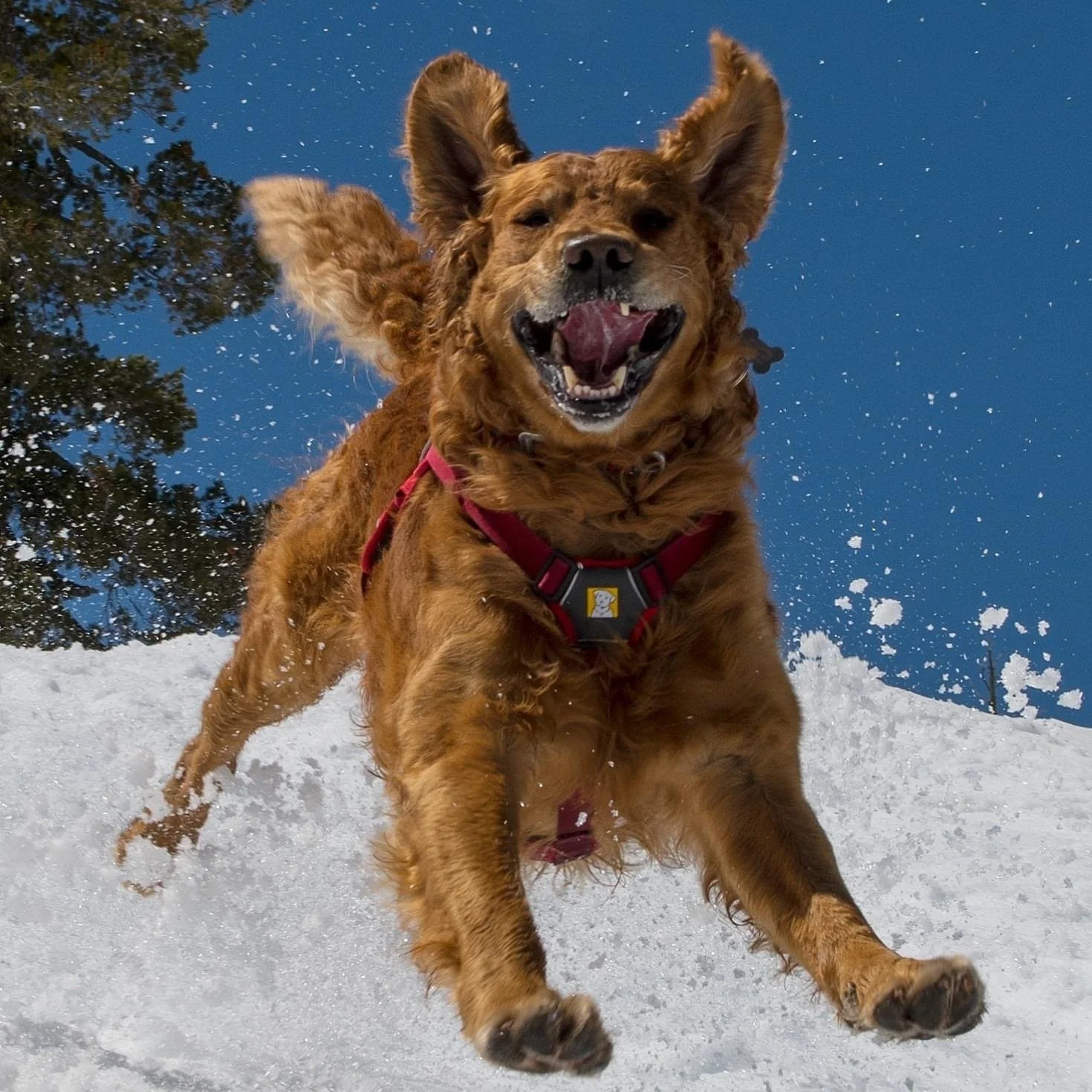 Avalanche Dog Memorial List — American Avalanche Association