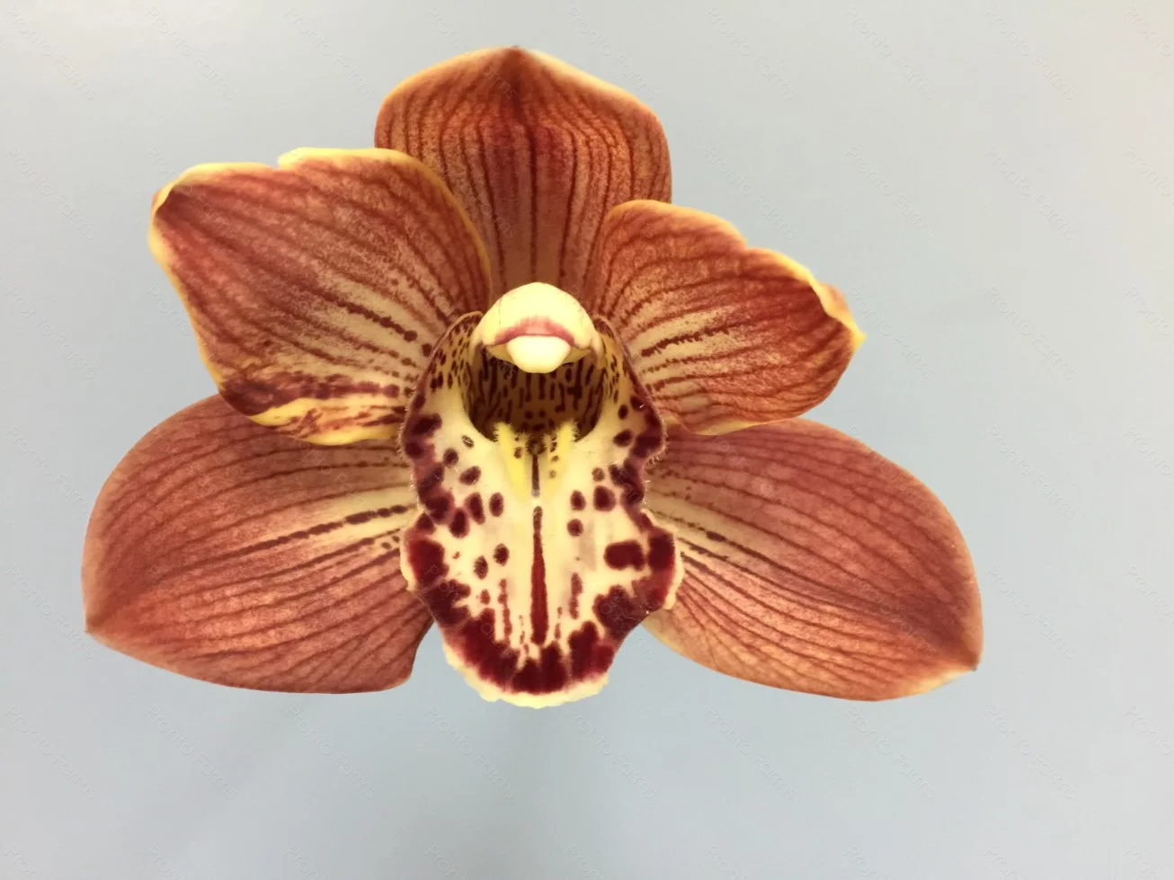 How to Care for Your Cymbidium — Pronto Farms