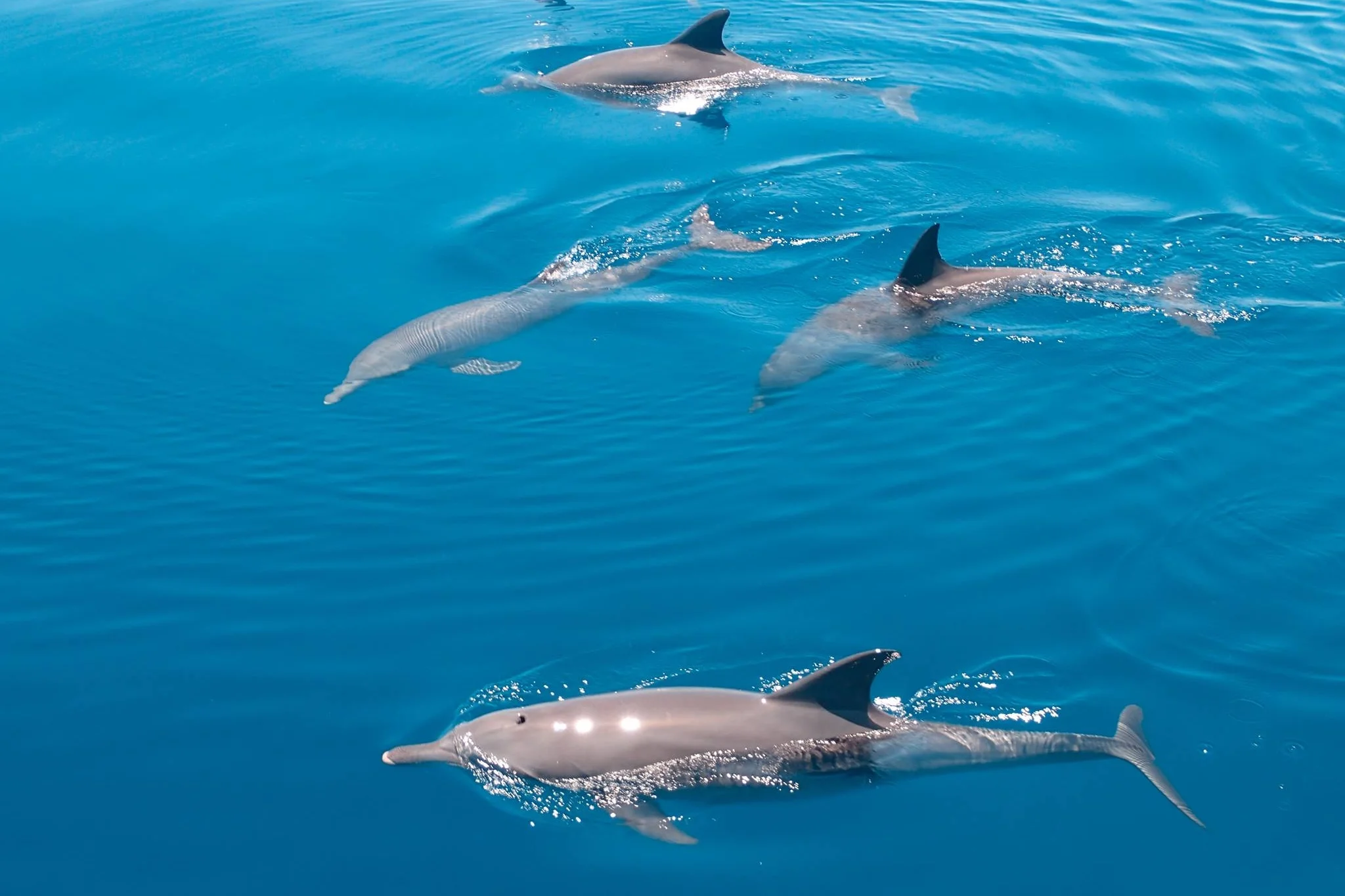 Activities & excursions — Drift Thelu Veliga Retreat