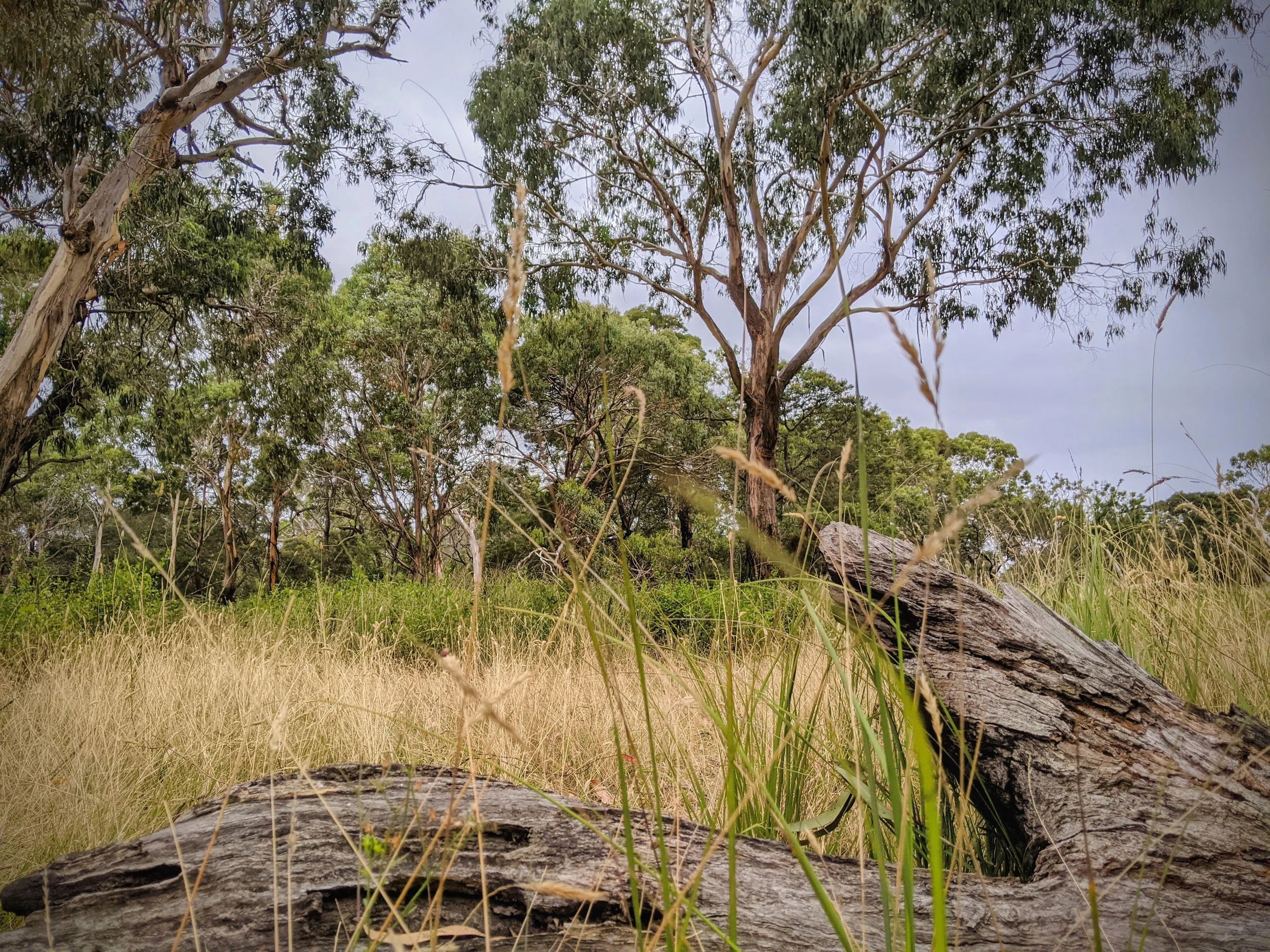 The very real value of Australia's woodlands — TerraLab - Environmental ...