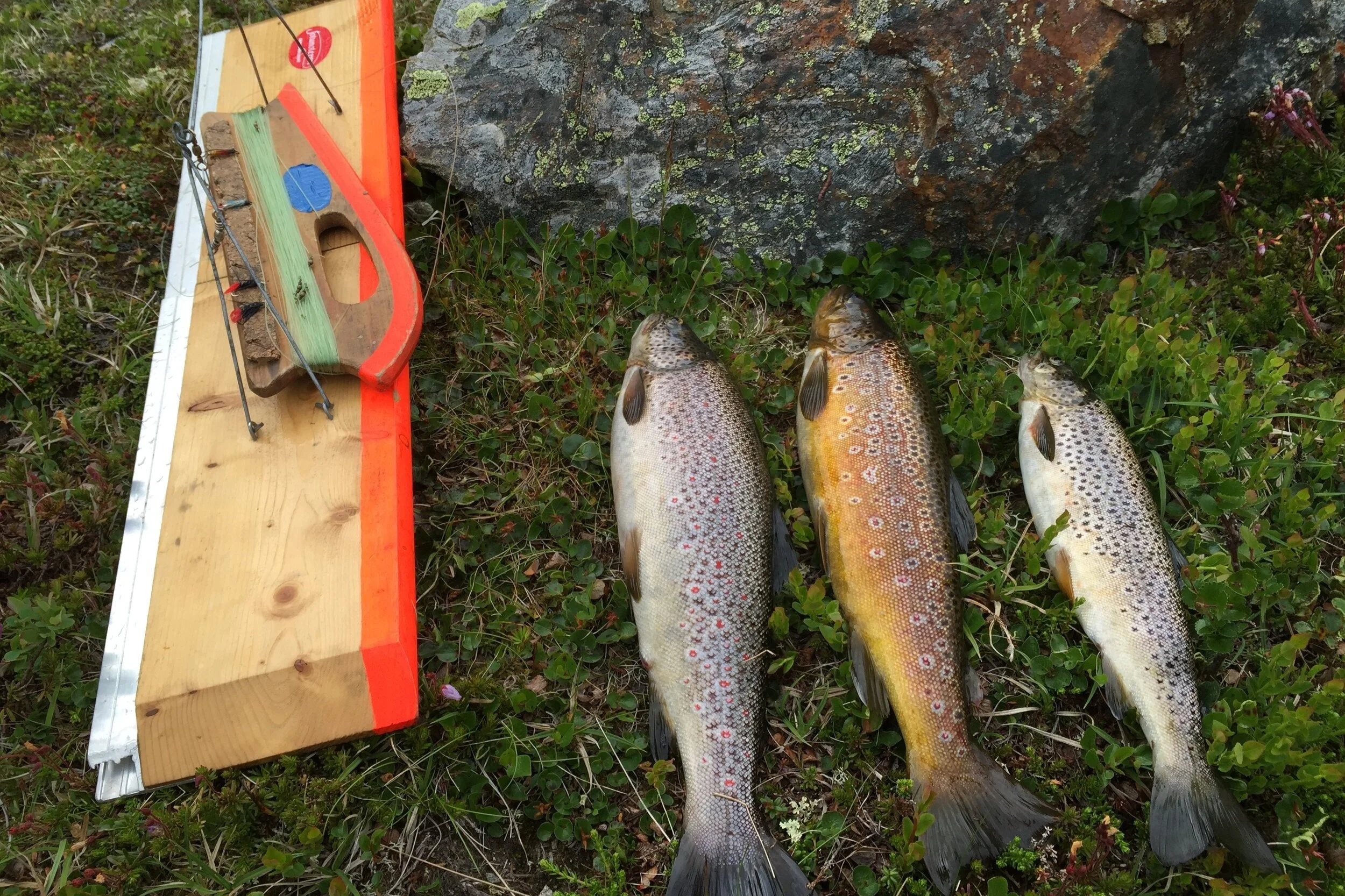 Fiske — Ålen og Haltdalen Fjellstyrer